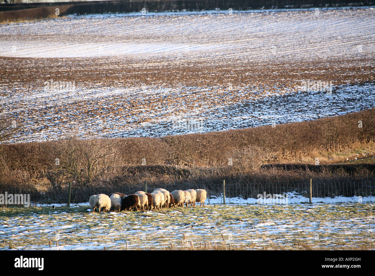 Sheep huddle together in snow hi-res stock photography and images - Alamy