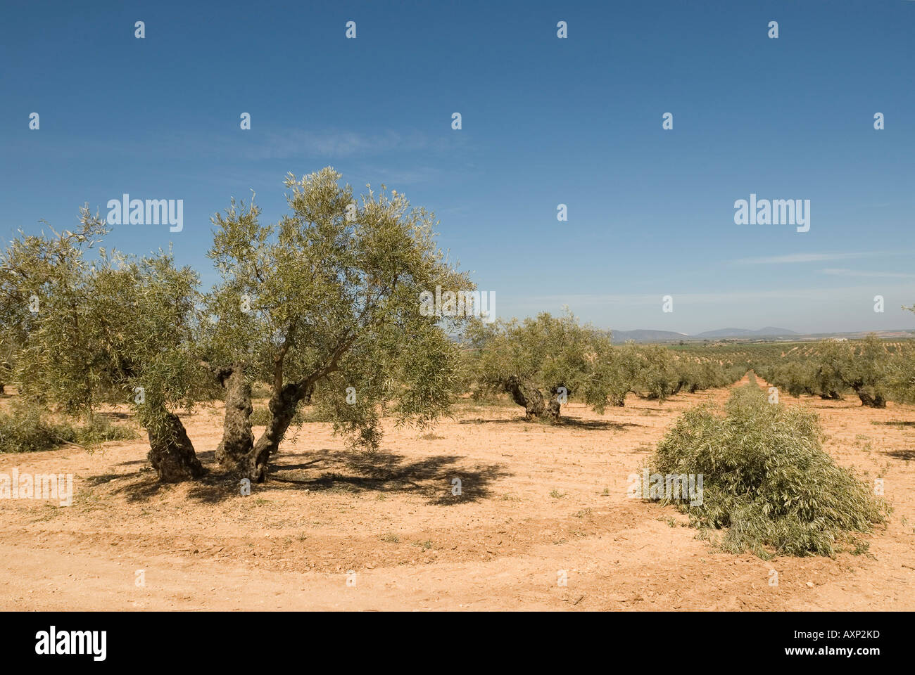 Trimmed olive tree hi-res stock photography and images - Alamy