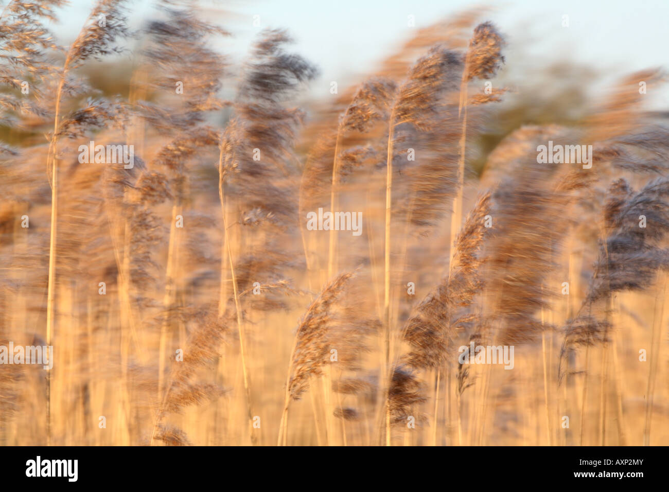 Grass blowing in the breeze, showing movement from a slow camera ...