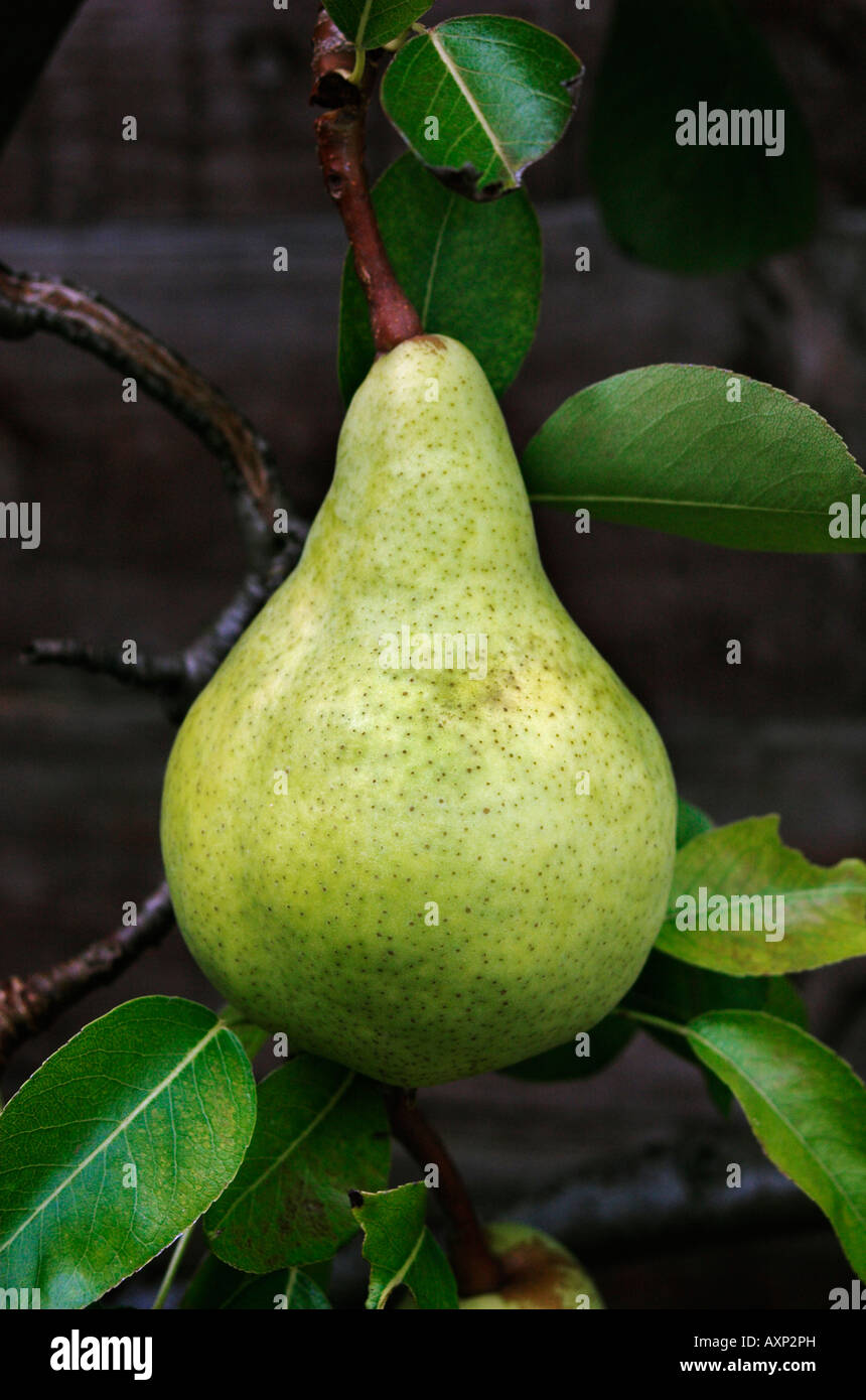 Pear packhams triumph hi-res stock photography and images - Alamy