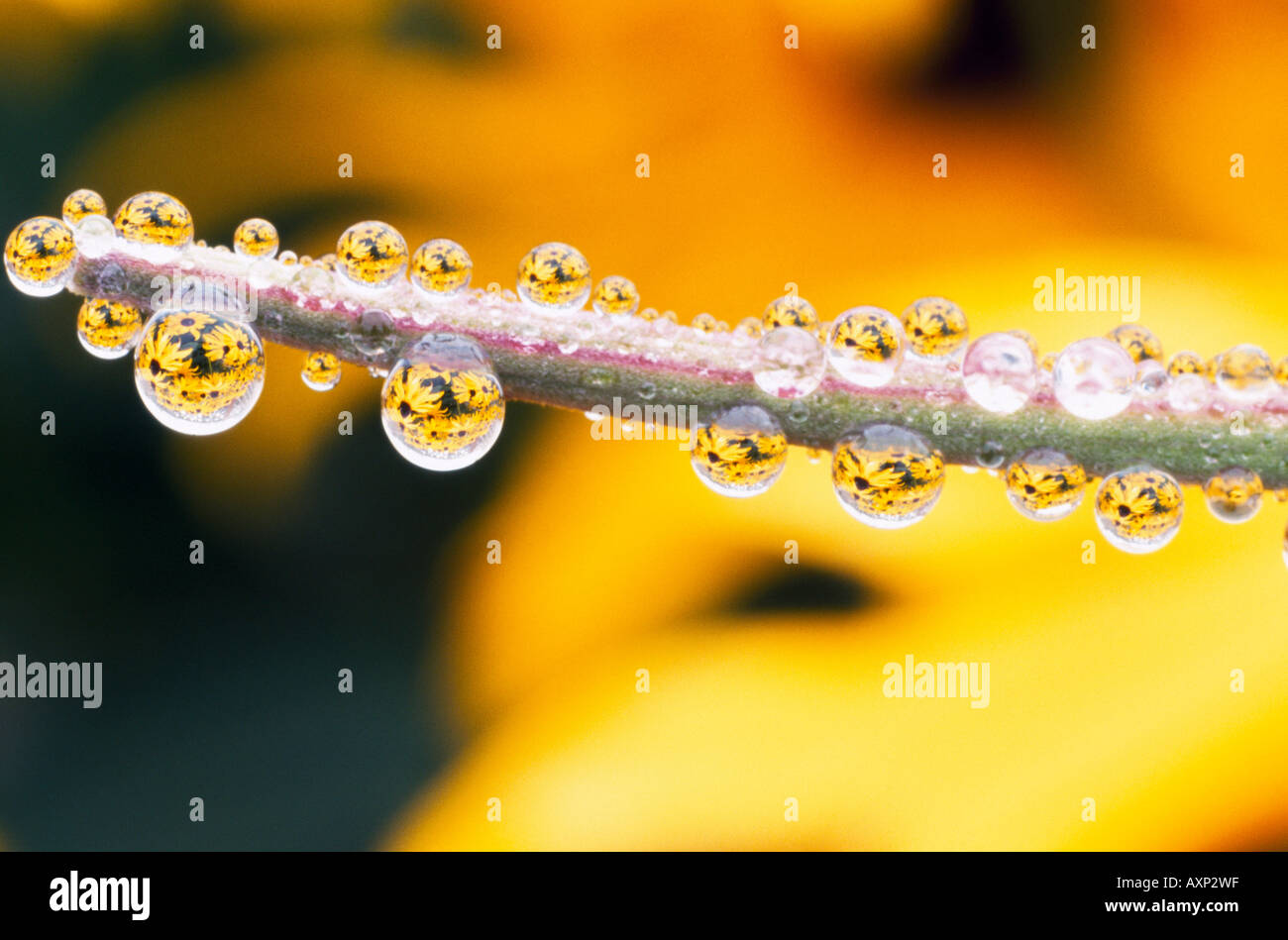 Yellow flowers reflected in dew drops Stock Photo - Alamy