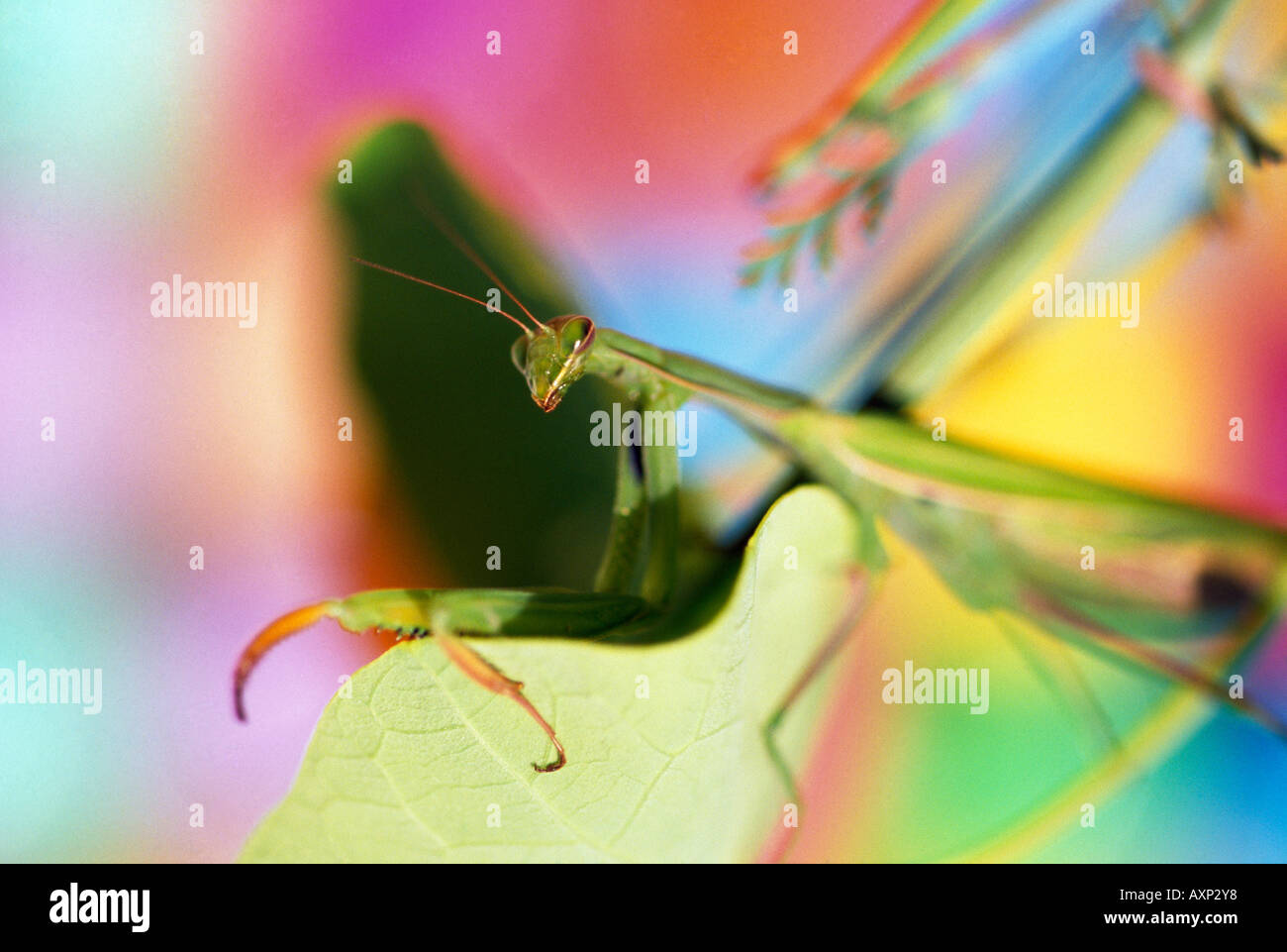 Close up of praying mantis Stock Photo - Alamy