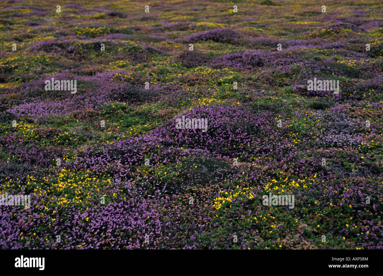 Cote heath hi-res stock photography and images - Alamy