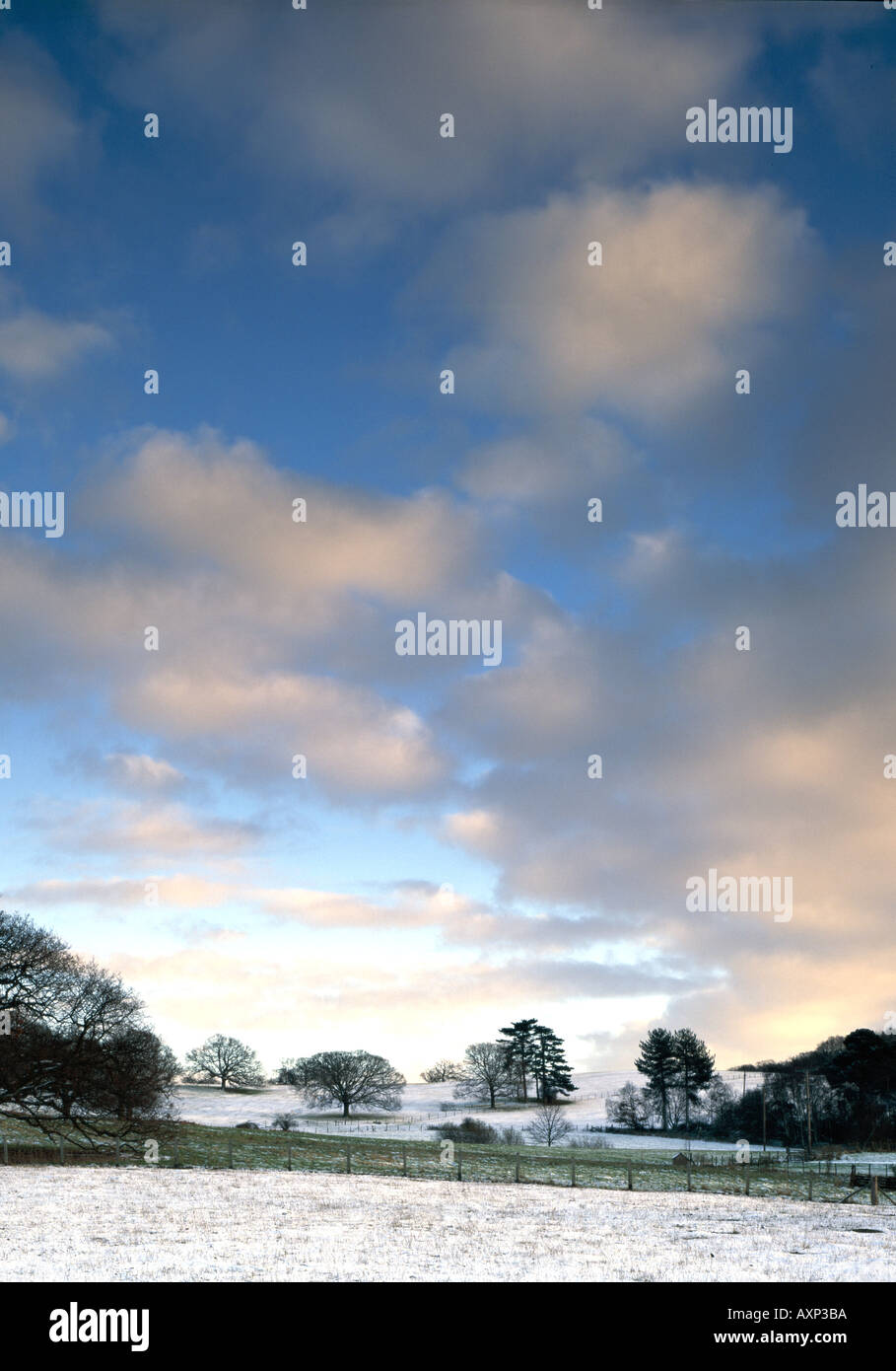 winter skyscape with trees and snow at the base of the frame Kent ...