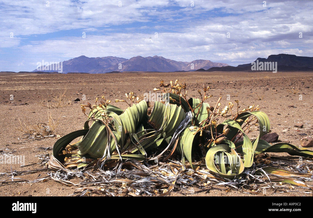 Welwitschia mirabillis hi-res stock photography and images - Alamy