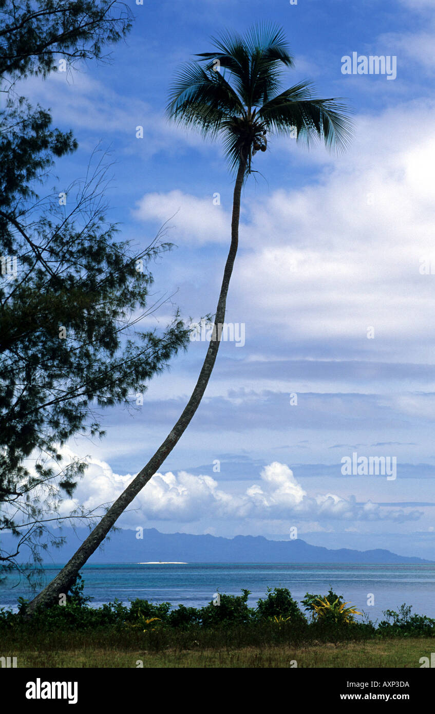 Palm Tree Ghizo Solomon Islands Stock Photo - Alamy