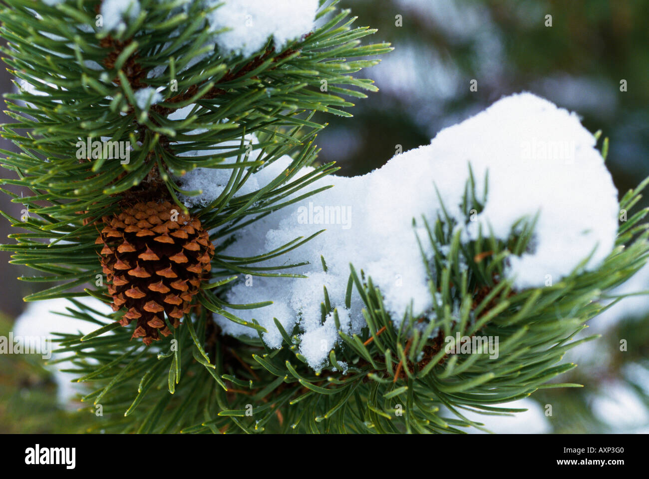 First snow pine cones hi-res stock photography and images - Alamy