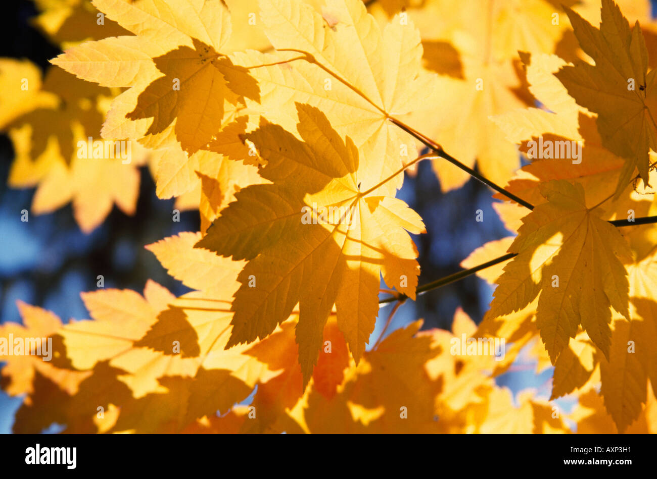 Bct0149 hi-res stock photography and images - Alamy