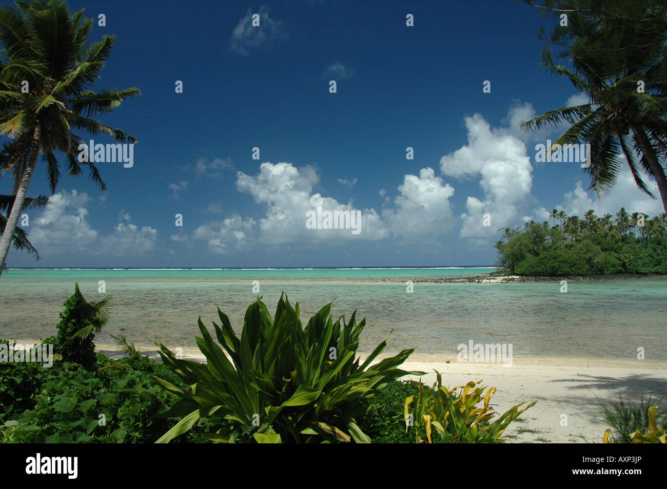 The palm fringes beaches and calm lagoon on the Cook Islands Stock ...