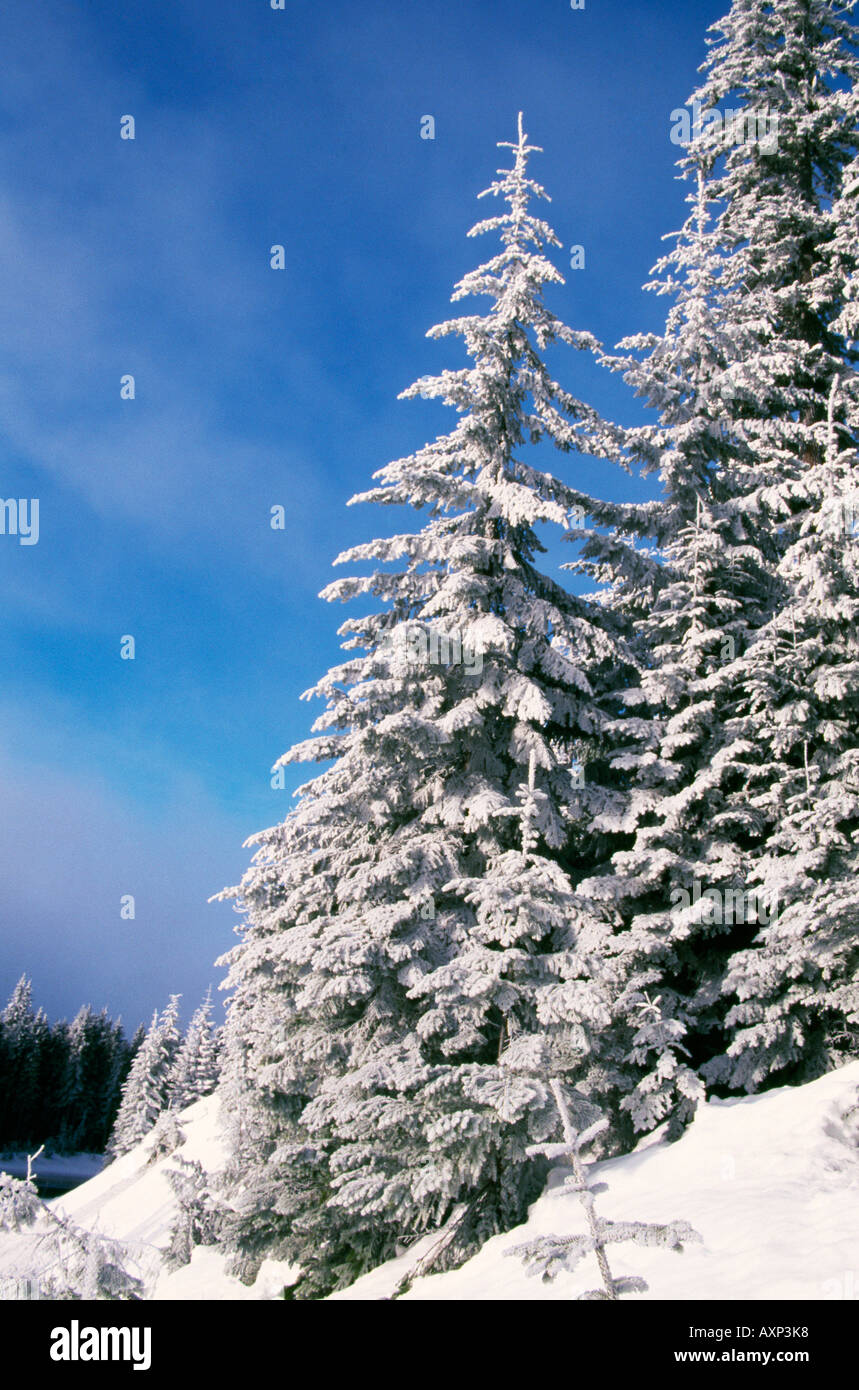 Pine trees are covered with snow hi-res stock photography and images ...