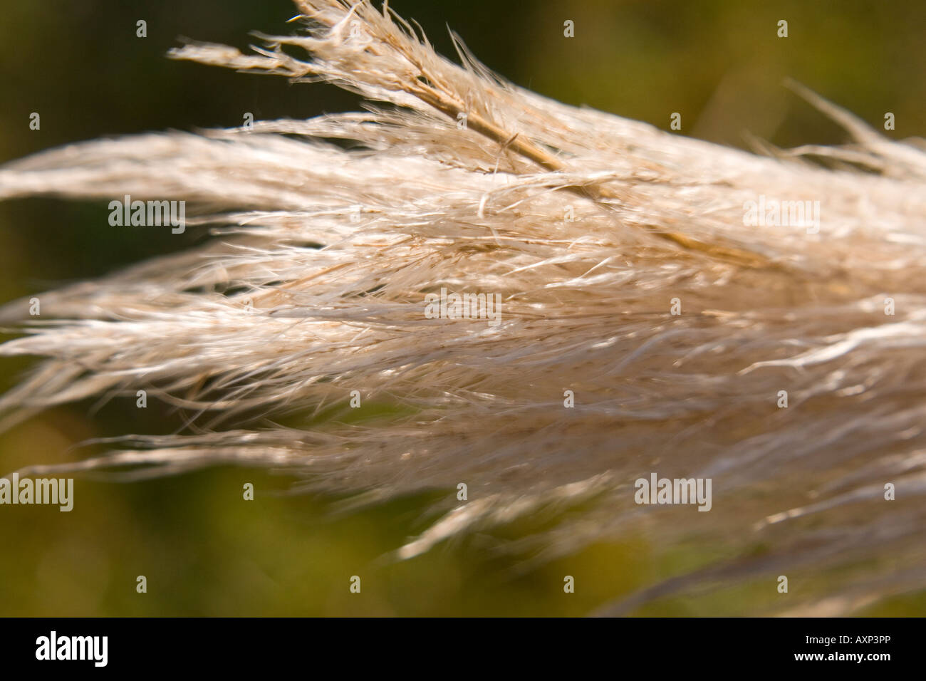 Plume feather hi-res stock photography and images - Alamy