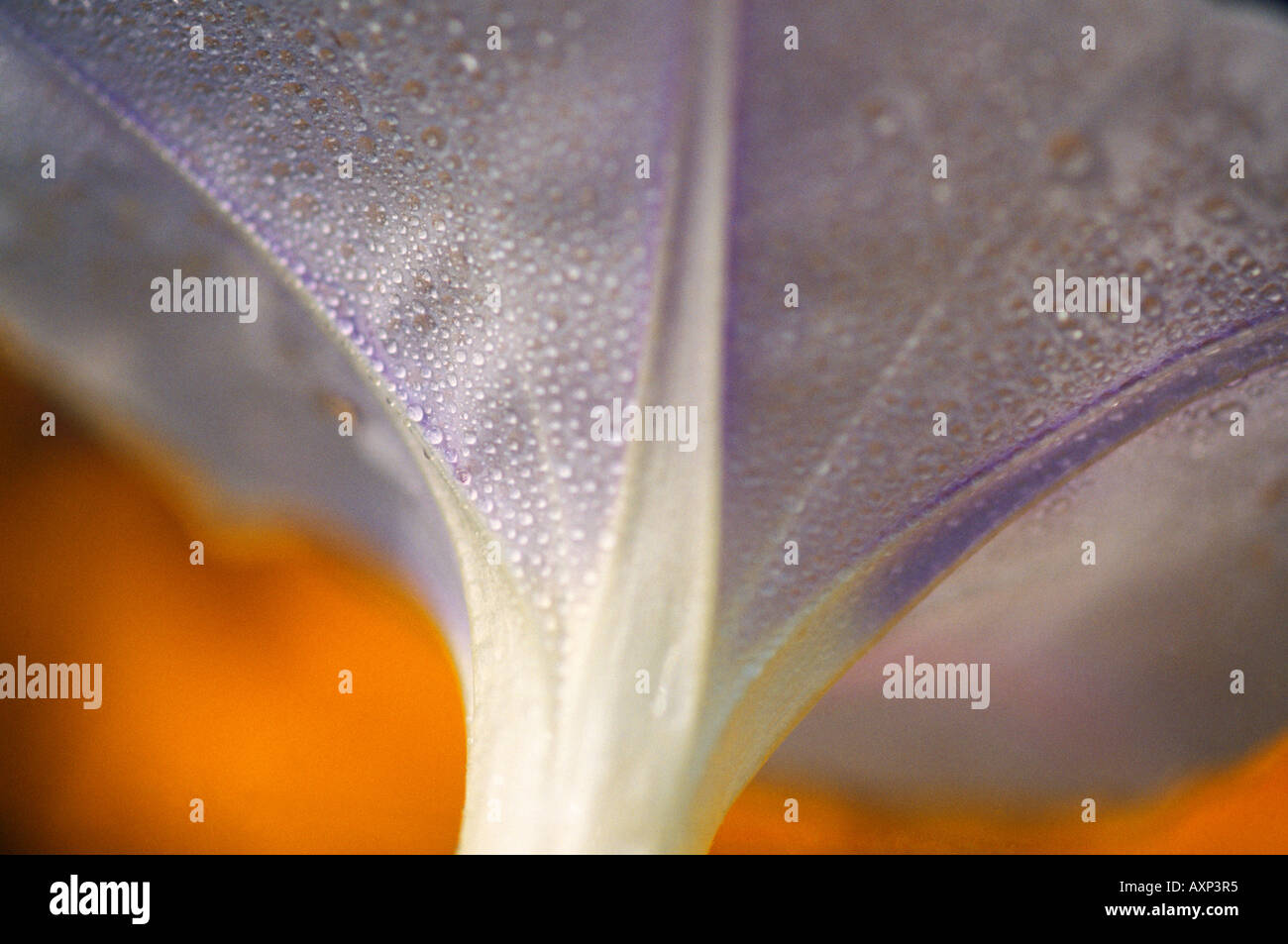Underside of flower hi-res stock photography and images - Alamy