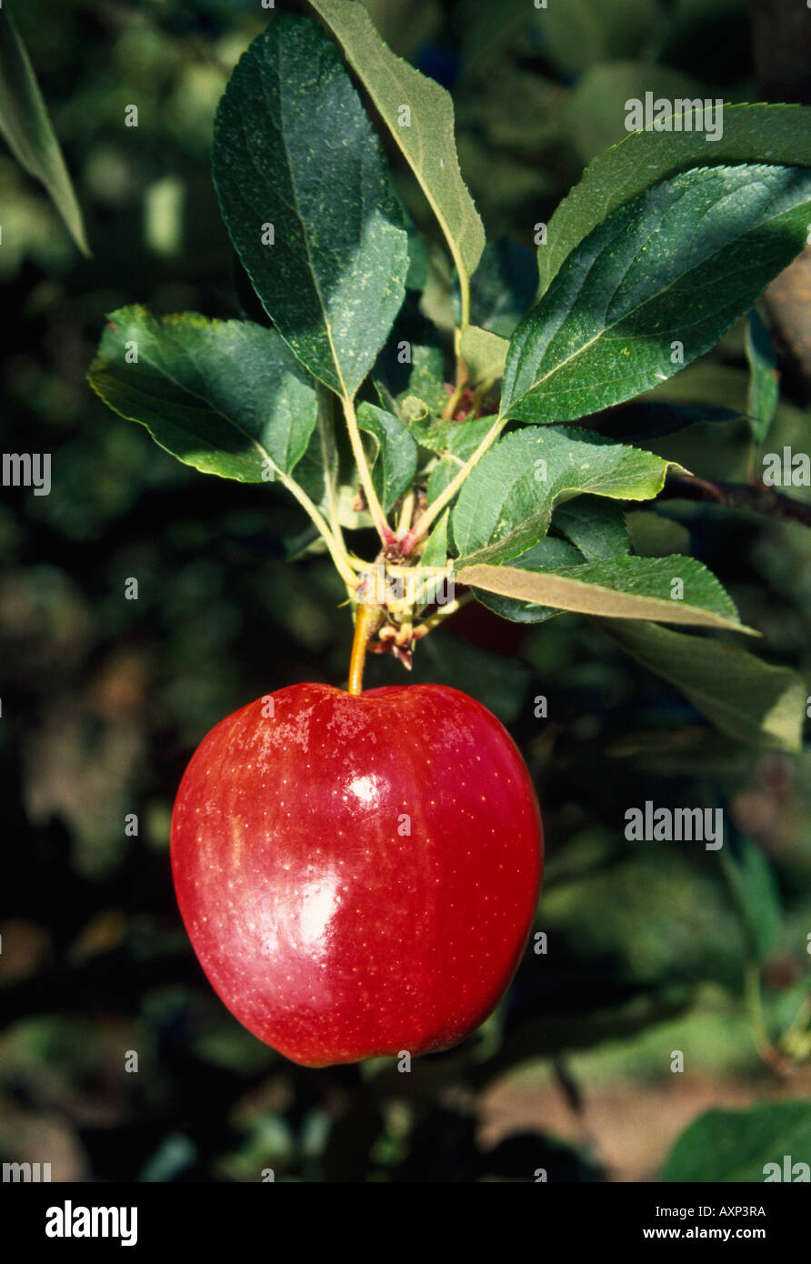 Shiny red apple hanging from tree Stock Photo - Alamy