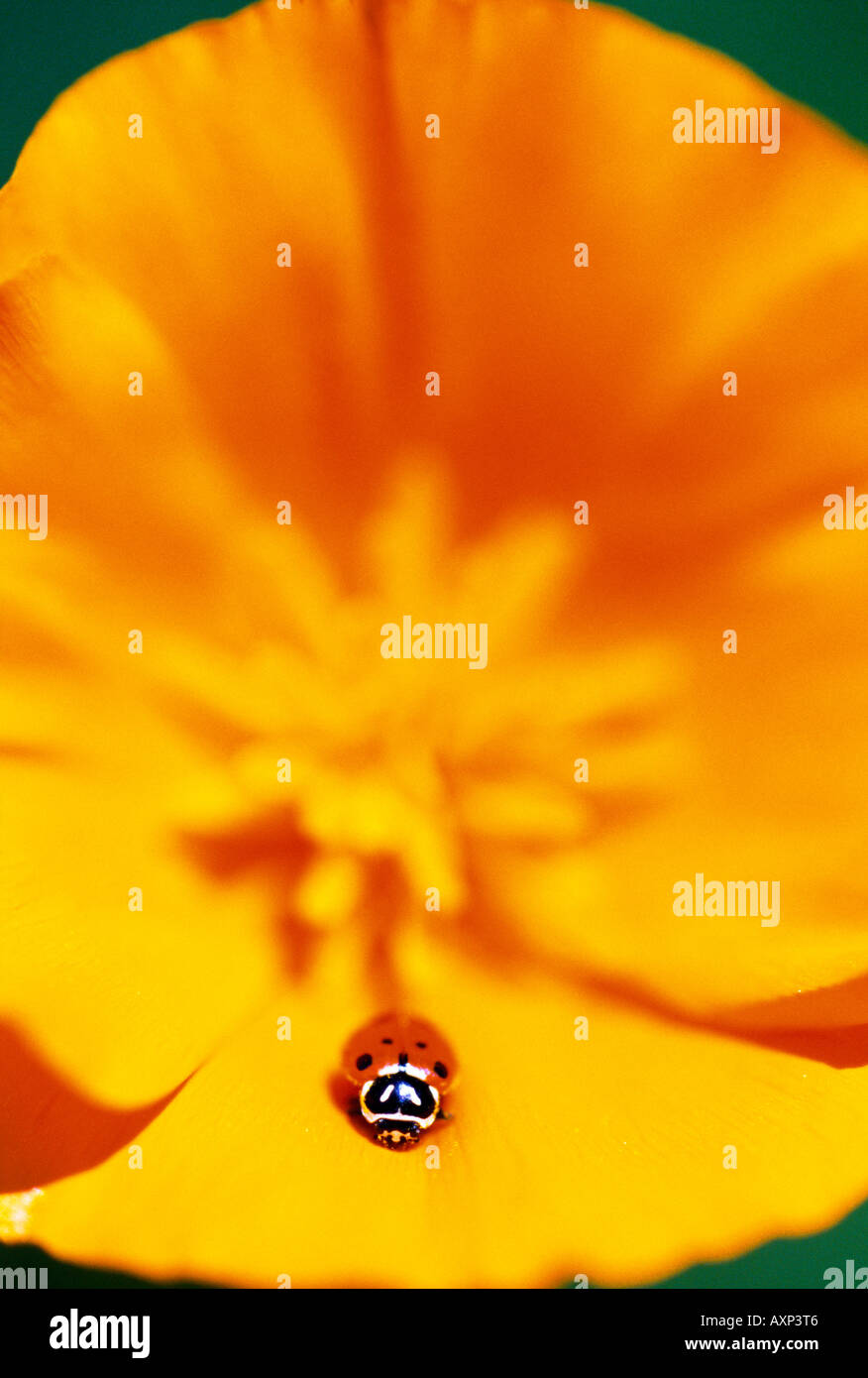 Ladybug on poppy flower petal Stock Photo - Alamy