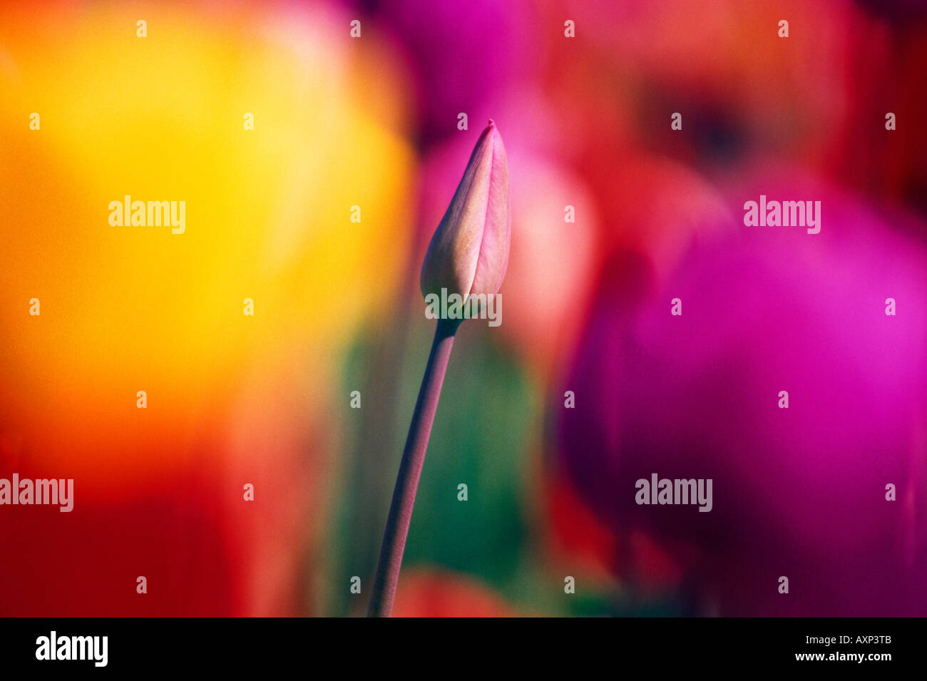 Budding flowers emerge hi-res stock photography and images - Alamy