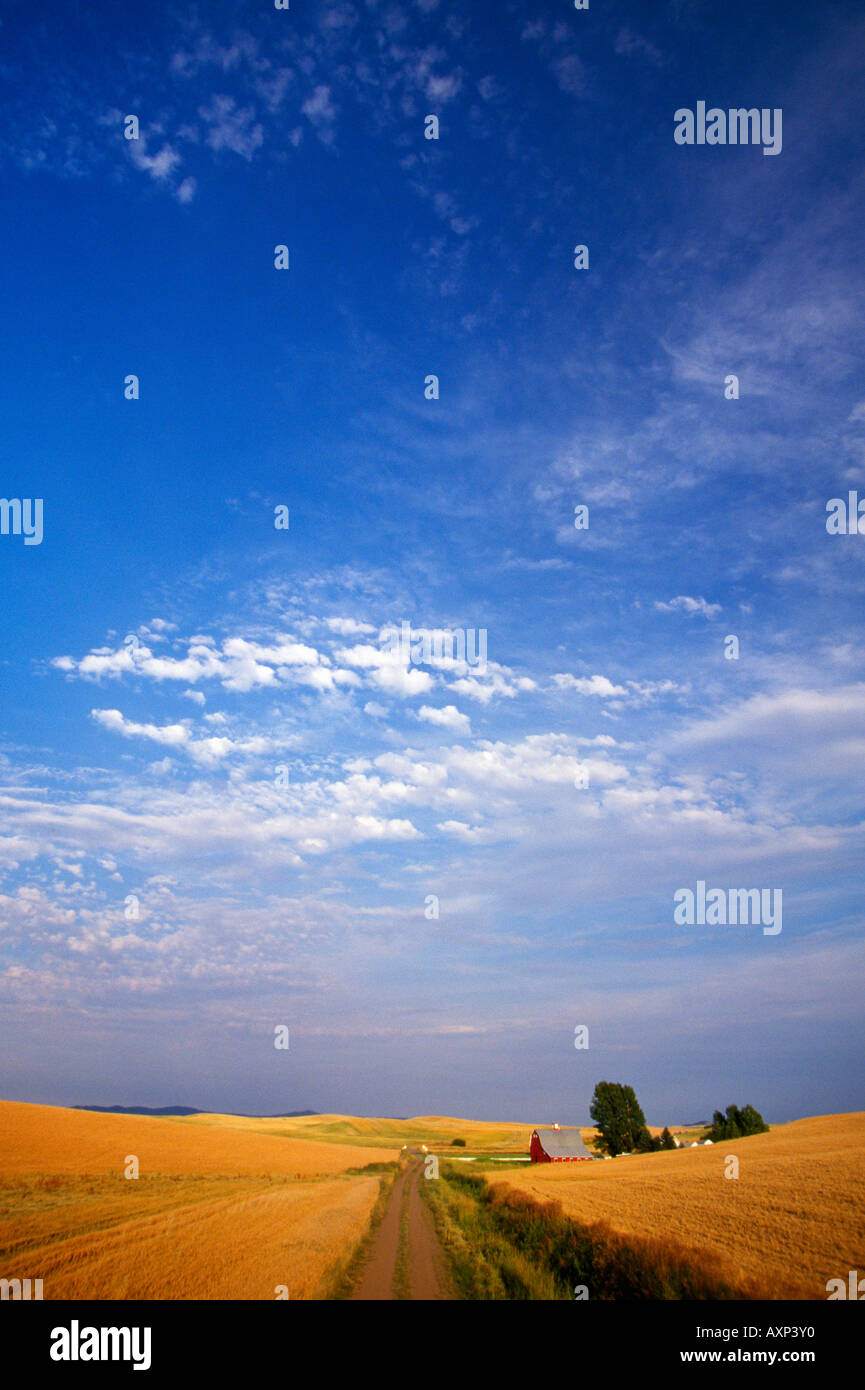 Wheat field with barn in the distance Stock Photo - Alamy