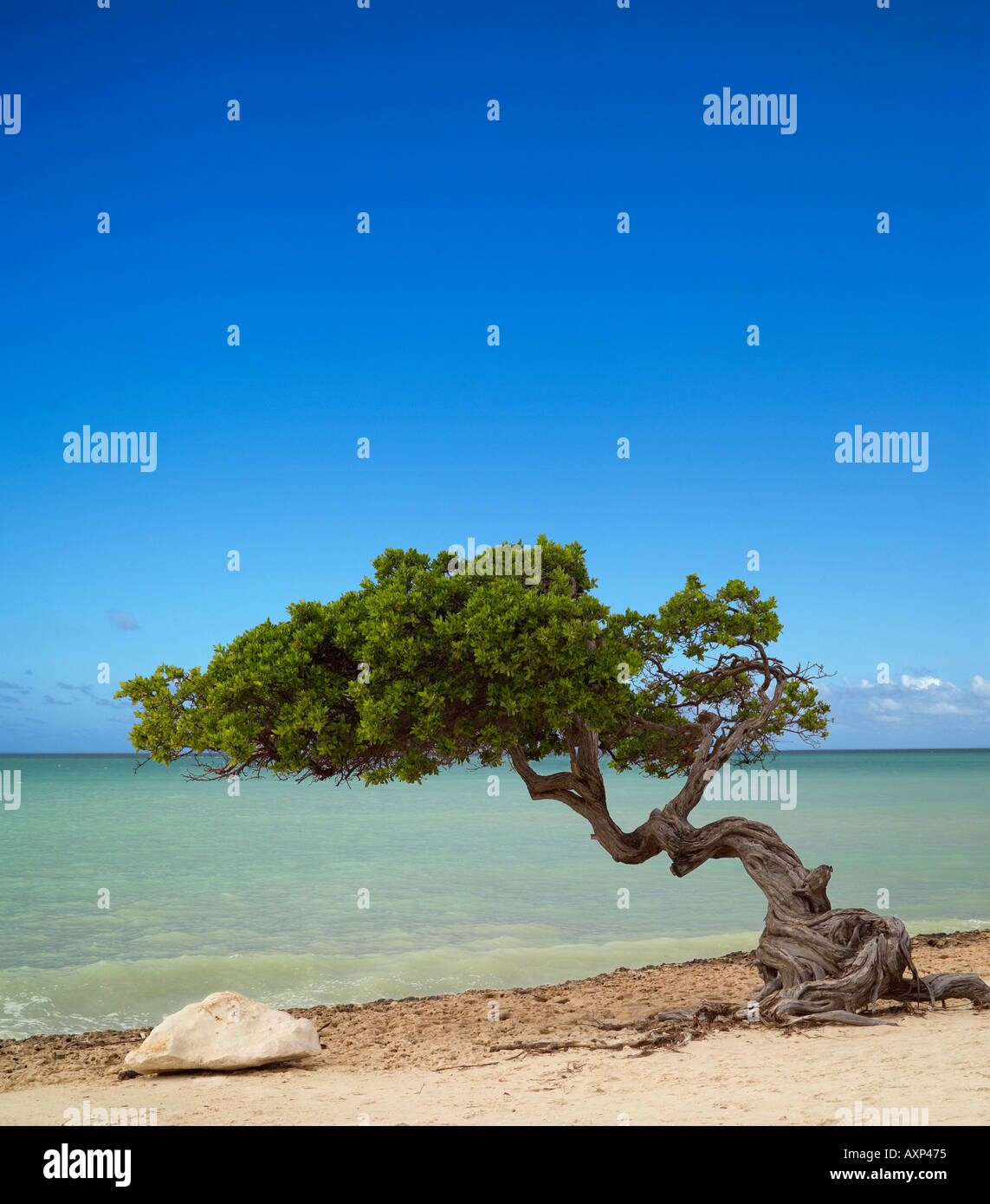 Divi divi tree daytime hi-res stock photography and images - Alamy