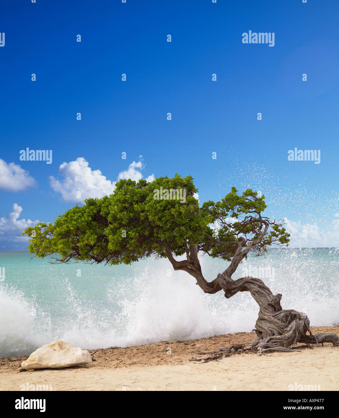 Divi divi tree hi-res stock photography and images - Alamy
