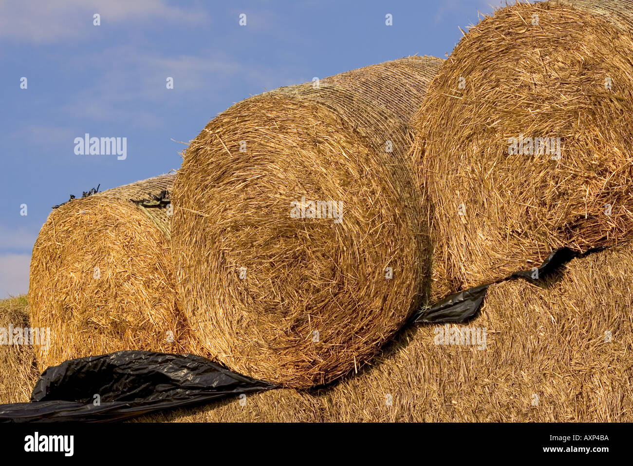 Bundles of Hay in storage Stock Photo - Alamy