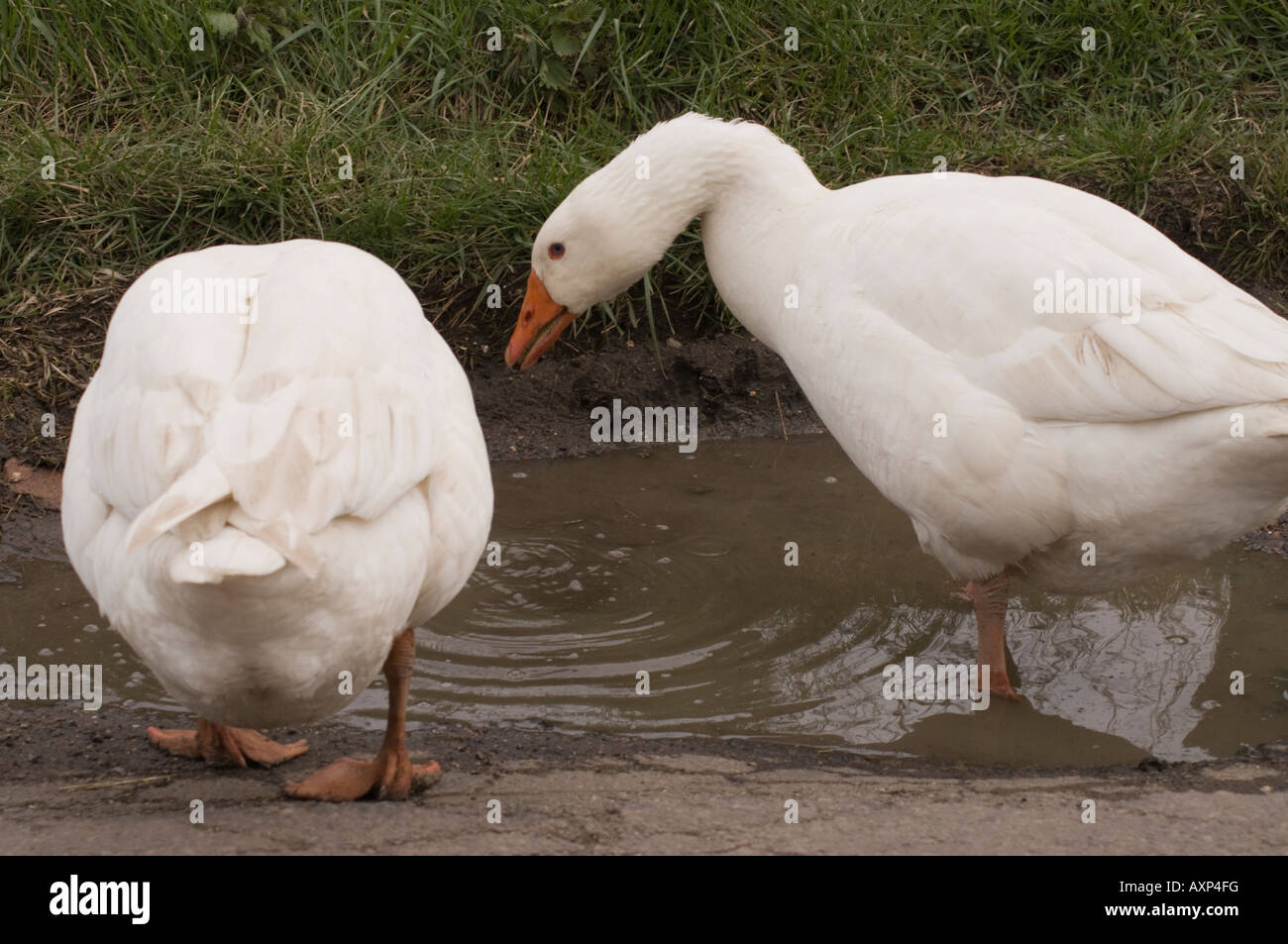 English geese hi-res stock photography and images - Alamy
