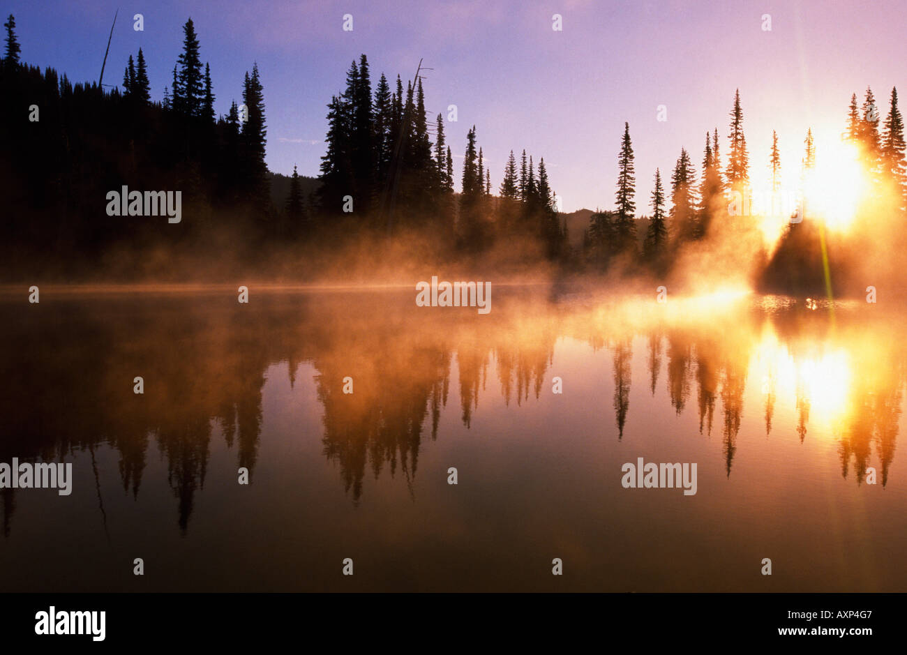 Beams through trees water hi-res stock photography and images - Alamy