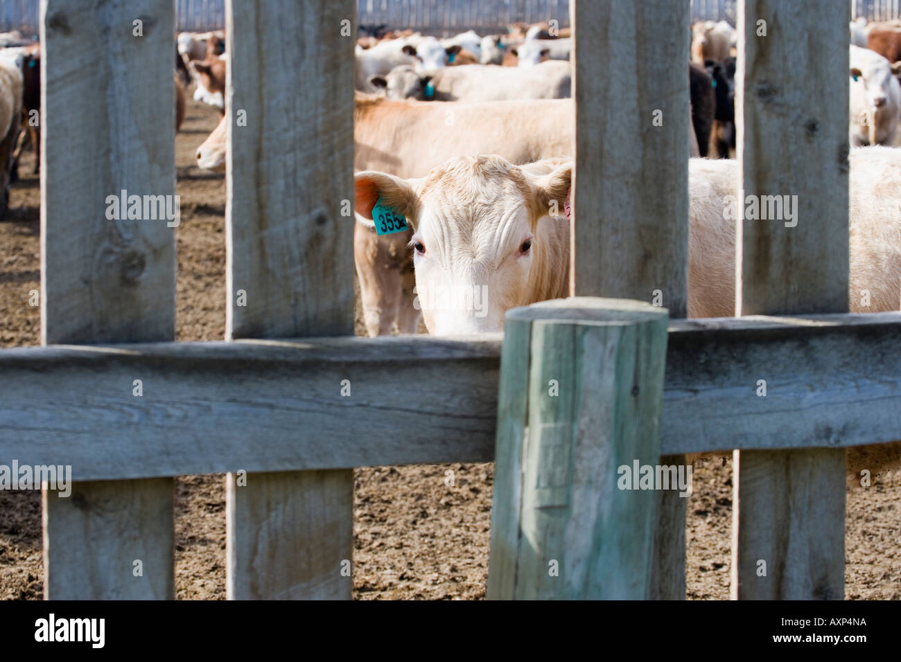 Cattle farming structures hi-res stock photography and images - Alamy
