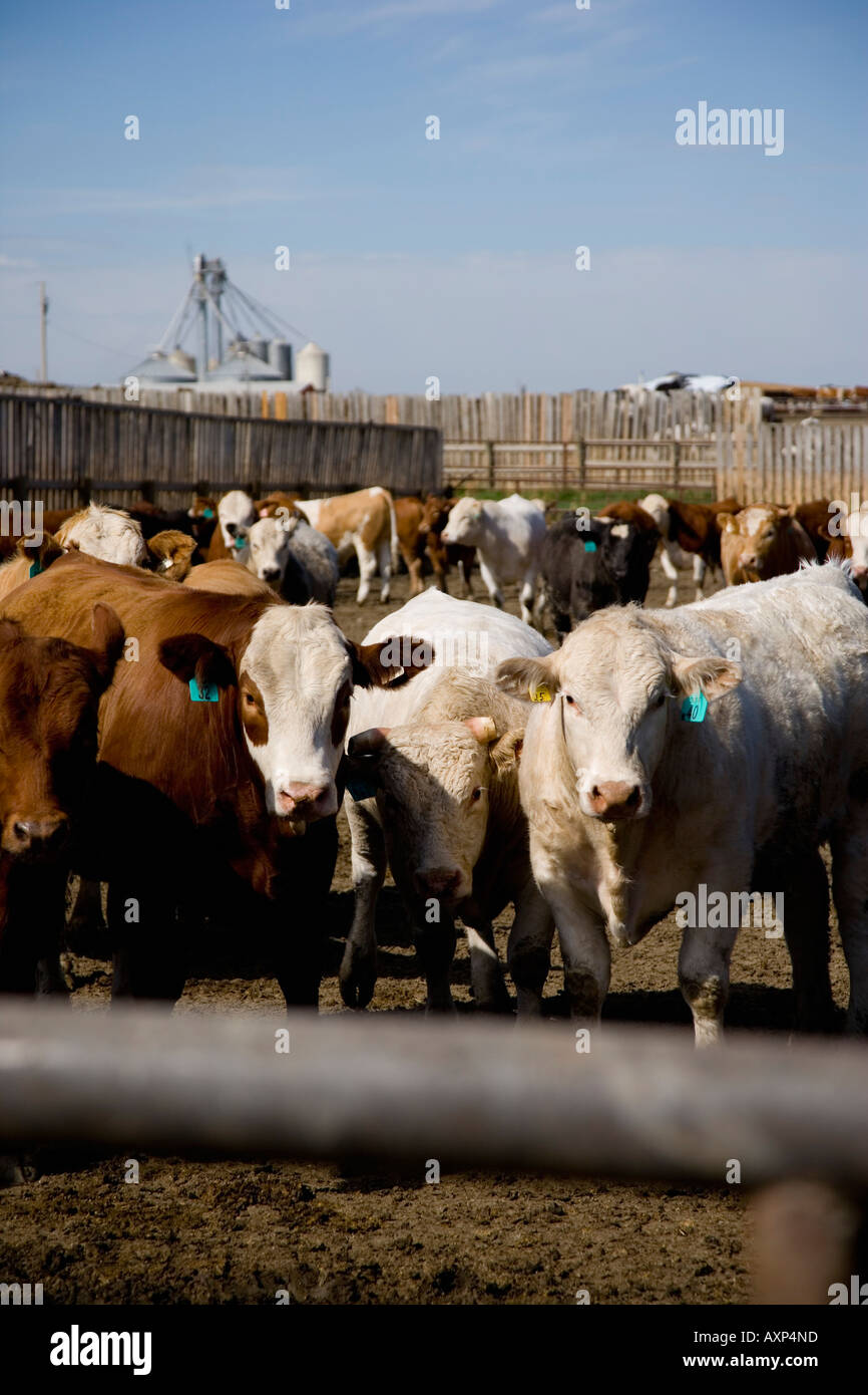 Cattle farming structures hi-res stock photography and images - Alamy