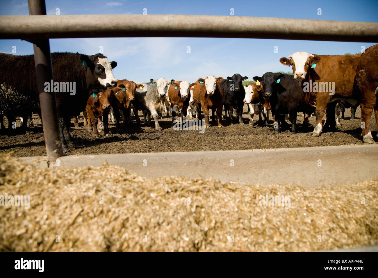 Large groups of cattle hi-res stock photography and images - Alamy