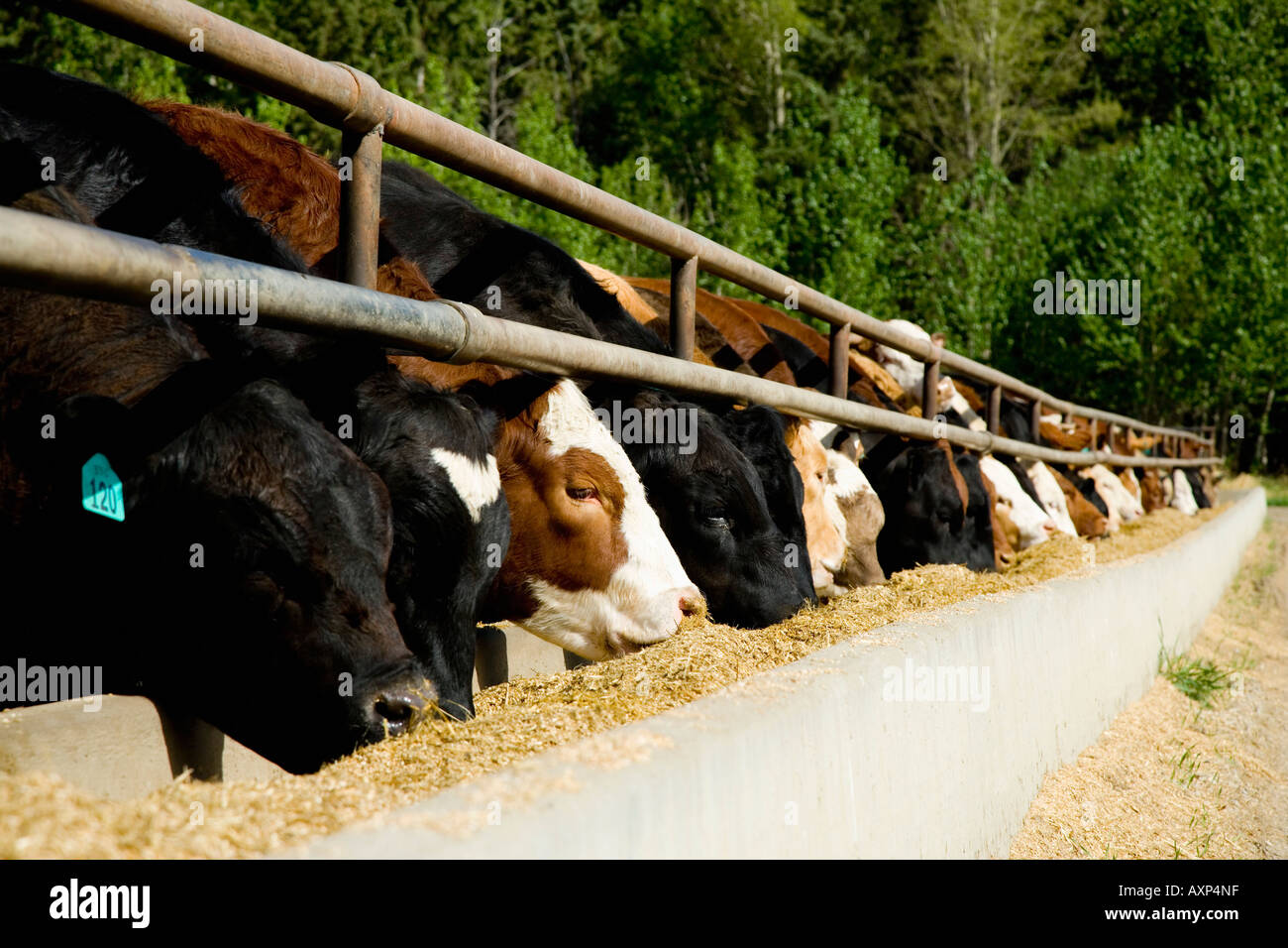 Red3382 hi-res stock photography and images - Alamy