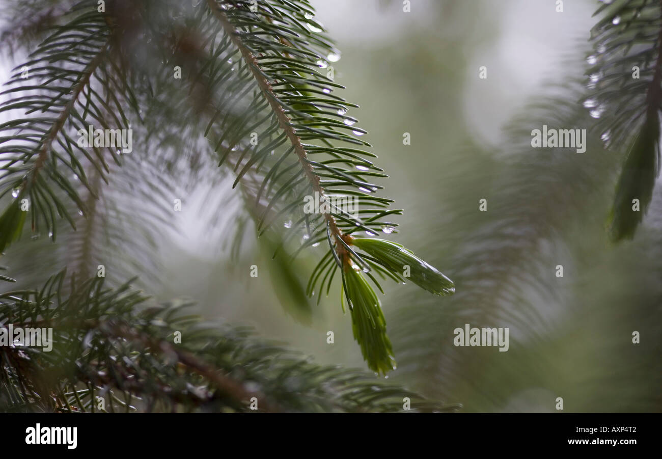 Spruce tree needles Stock Photo - Alamy
