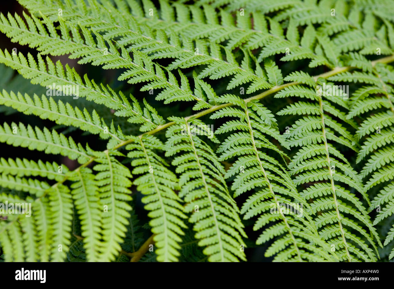 Pteridology hi-res stock photography and images - Alamy