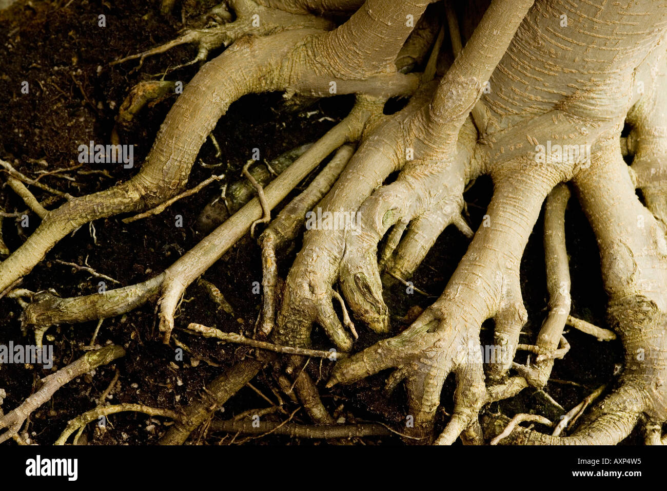Twisting tree trunk roots hi-res stock photography and images - Alamy