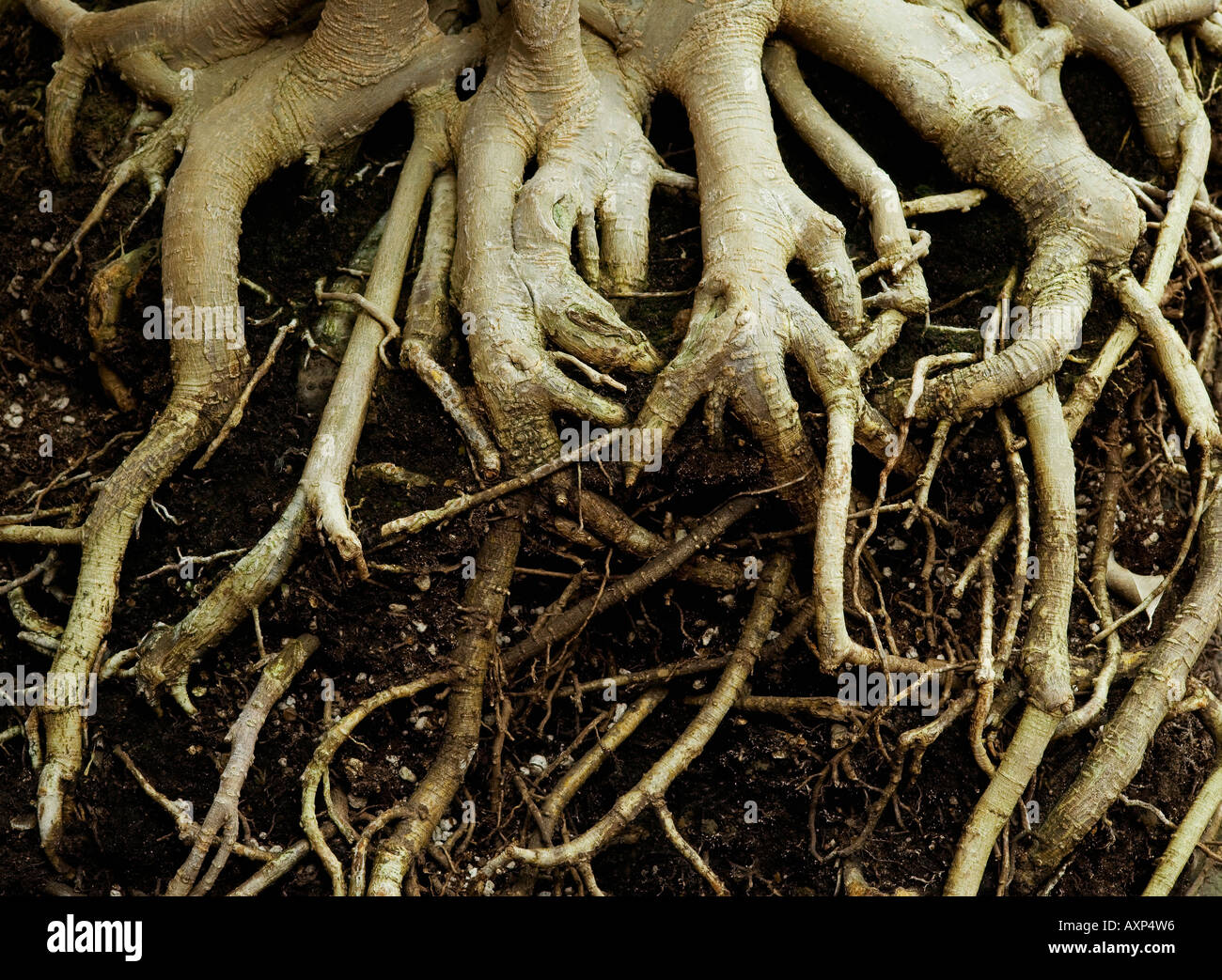 Twisting tree trunk roots hi-res stock photography and images - Alamy