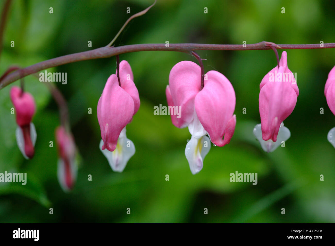 Dicentra Spectabilis or "Bleeding Heart Stock Photo - Alamy
