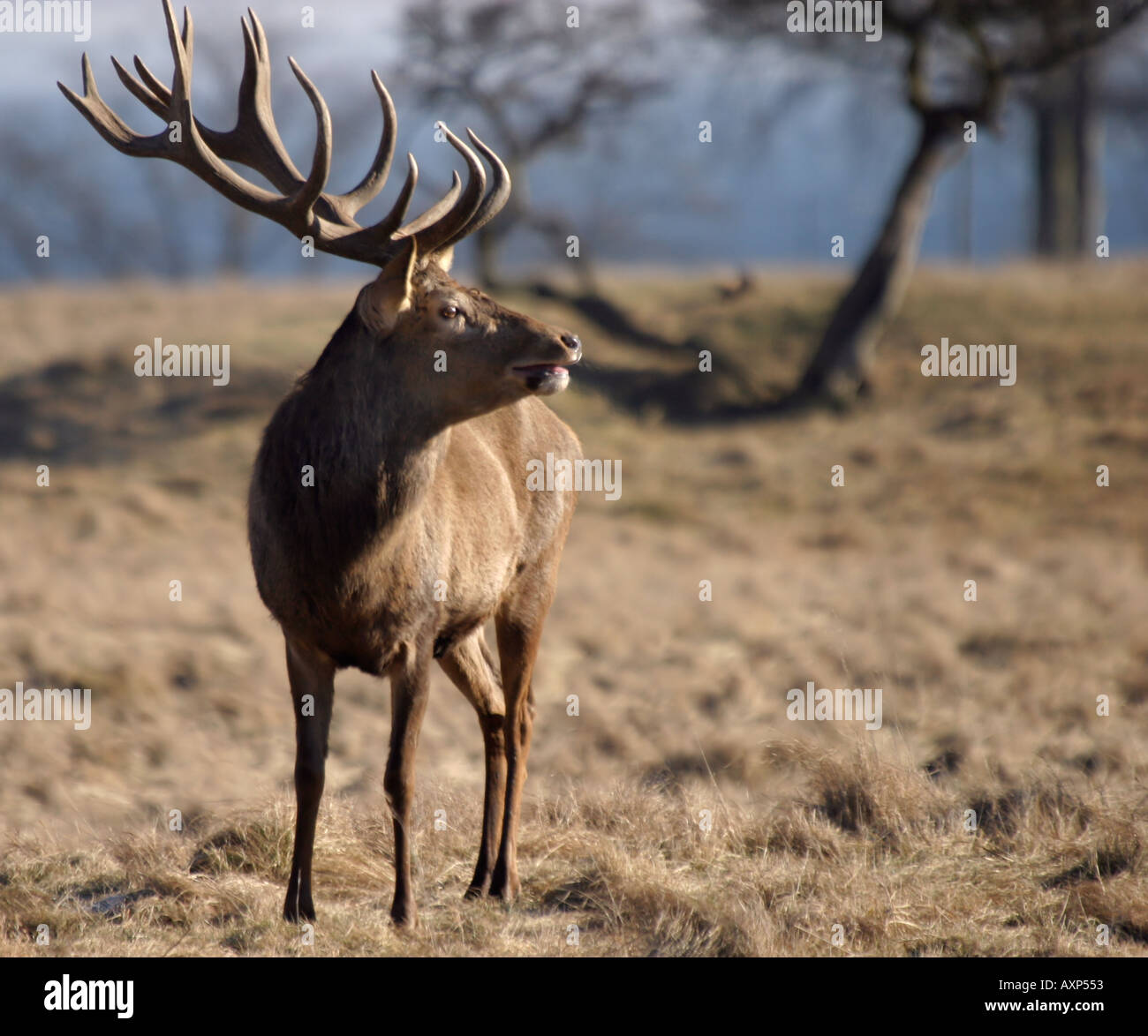Danish red deer hi-res stock photography and images - Alamy
