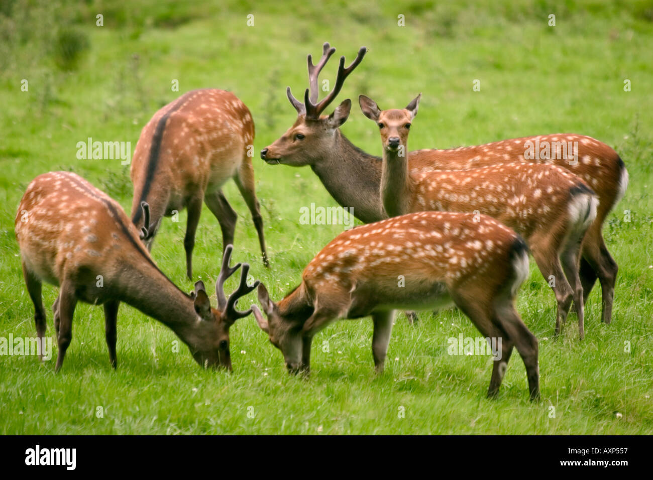 Group of Fallow Deers dama dama Germany Stock Photo - Alamy