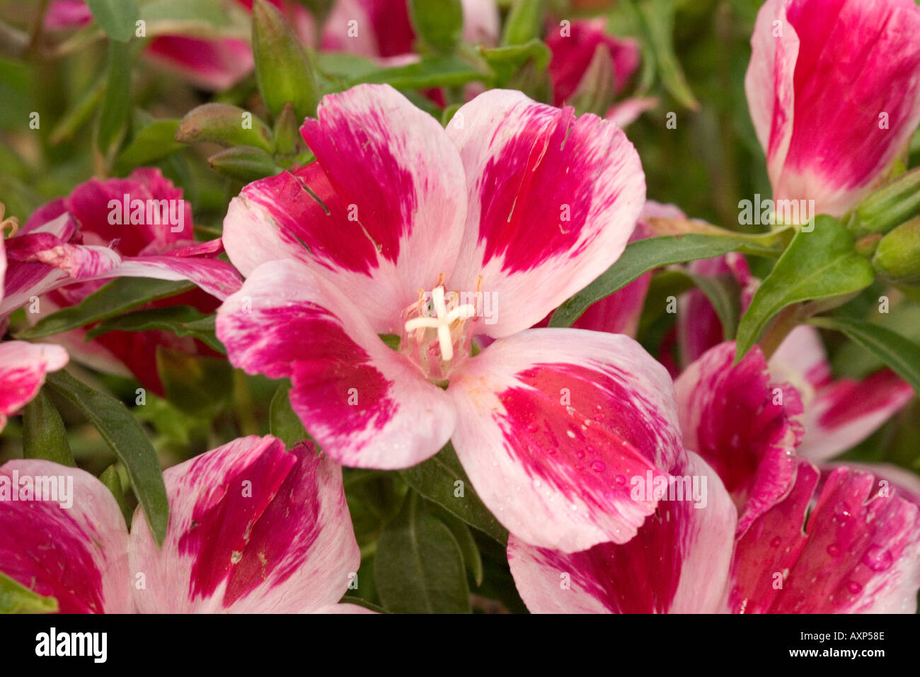 Red godetia flower hi-res stock photography and images - Alamy