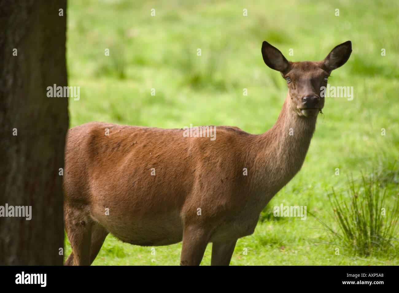Miss Forest. Reed deer. Female Stock Photo - Alamy