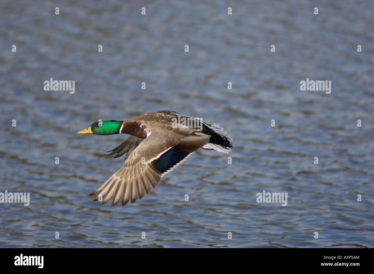 Mallard duck in flight over water Stock Photo - Alamy