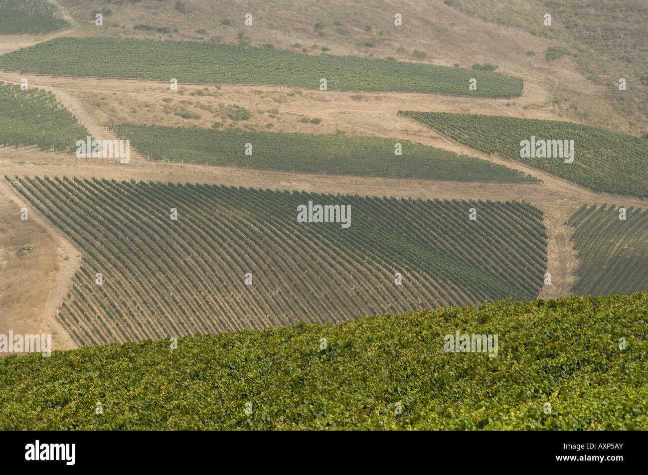 Santa Rita Hills vineyards California Stock Photo - Alamy