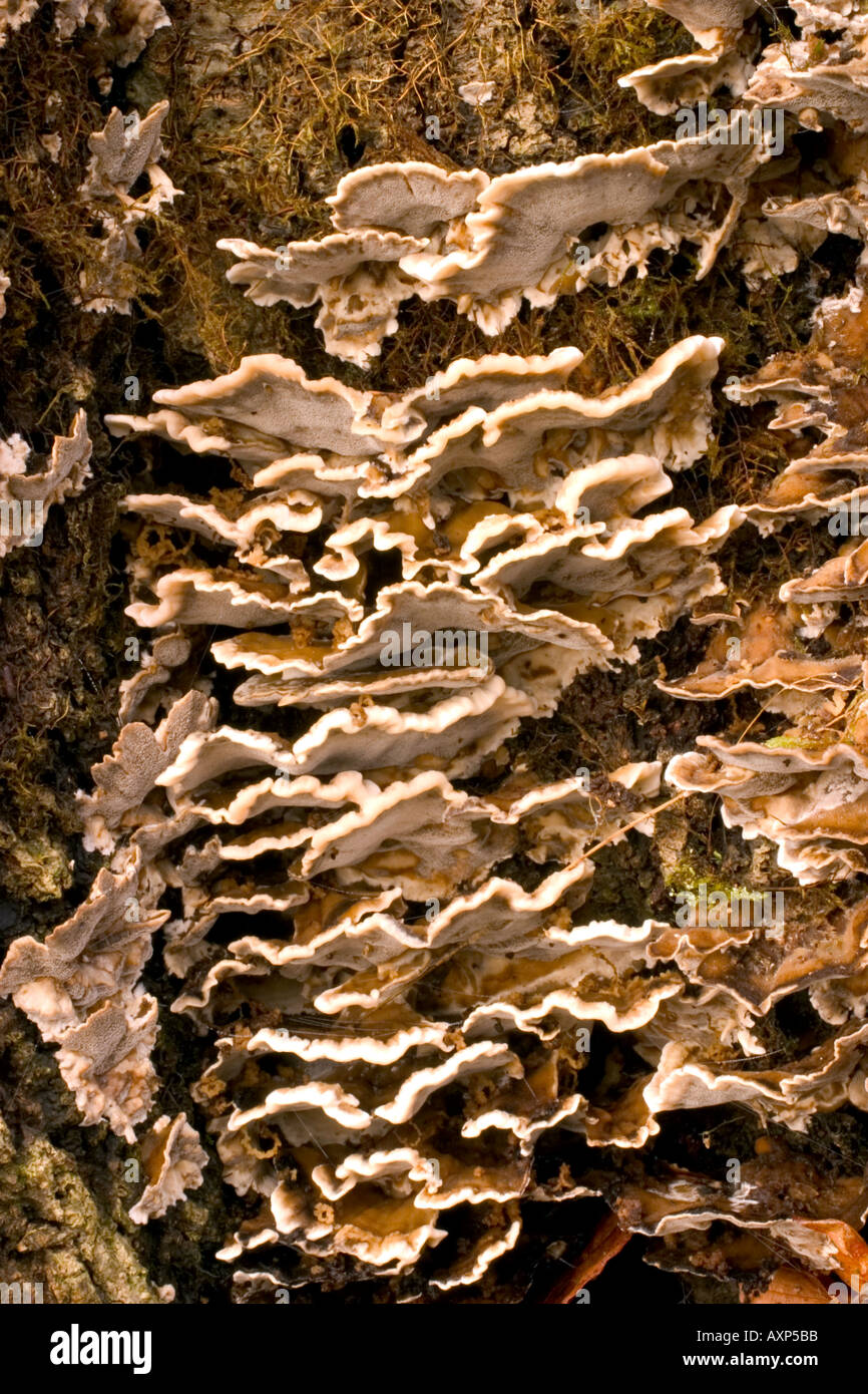 Fungus on a tree Stock Photo - Alamy