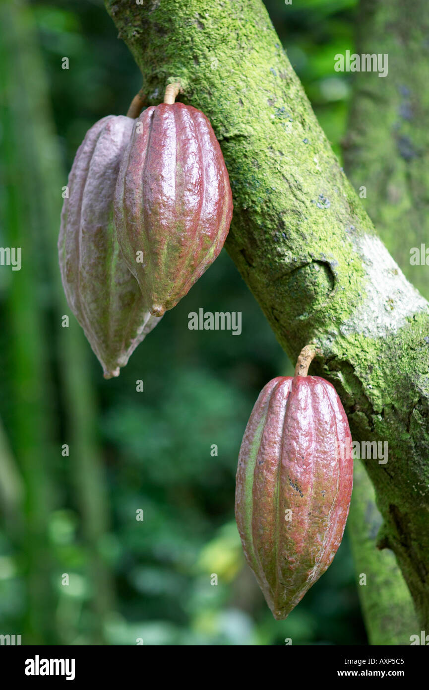 cocoa pods growing in the diamond falls botanical gardens and mineral ...