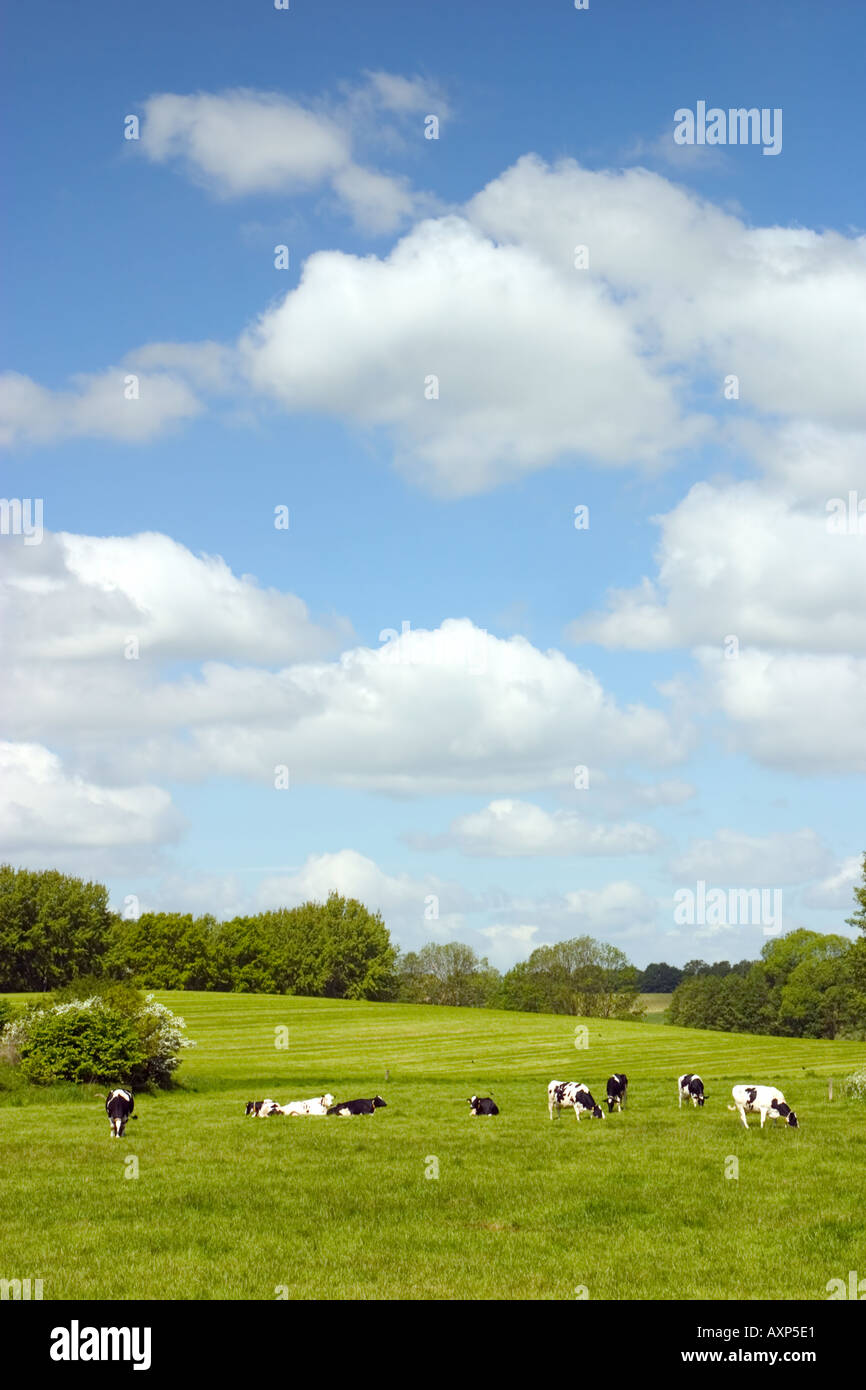 Germany schleswig holstein landscape cows hi-res stock photography and ...