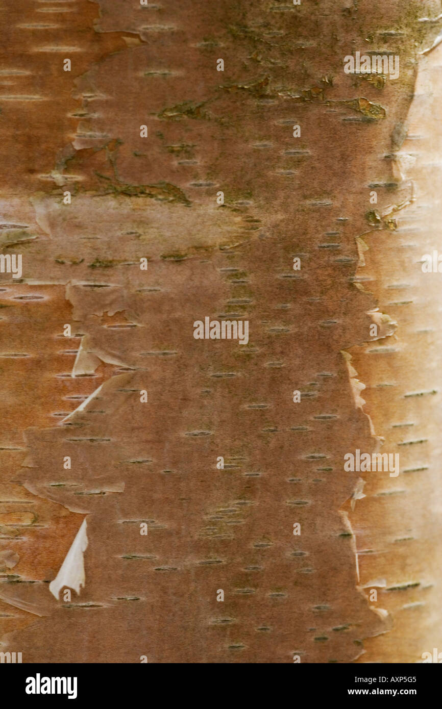 Birch tree bark Stock Photo - Alamy