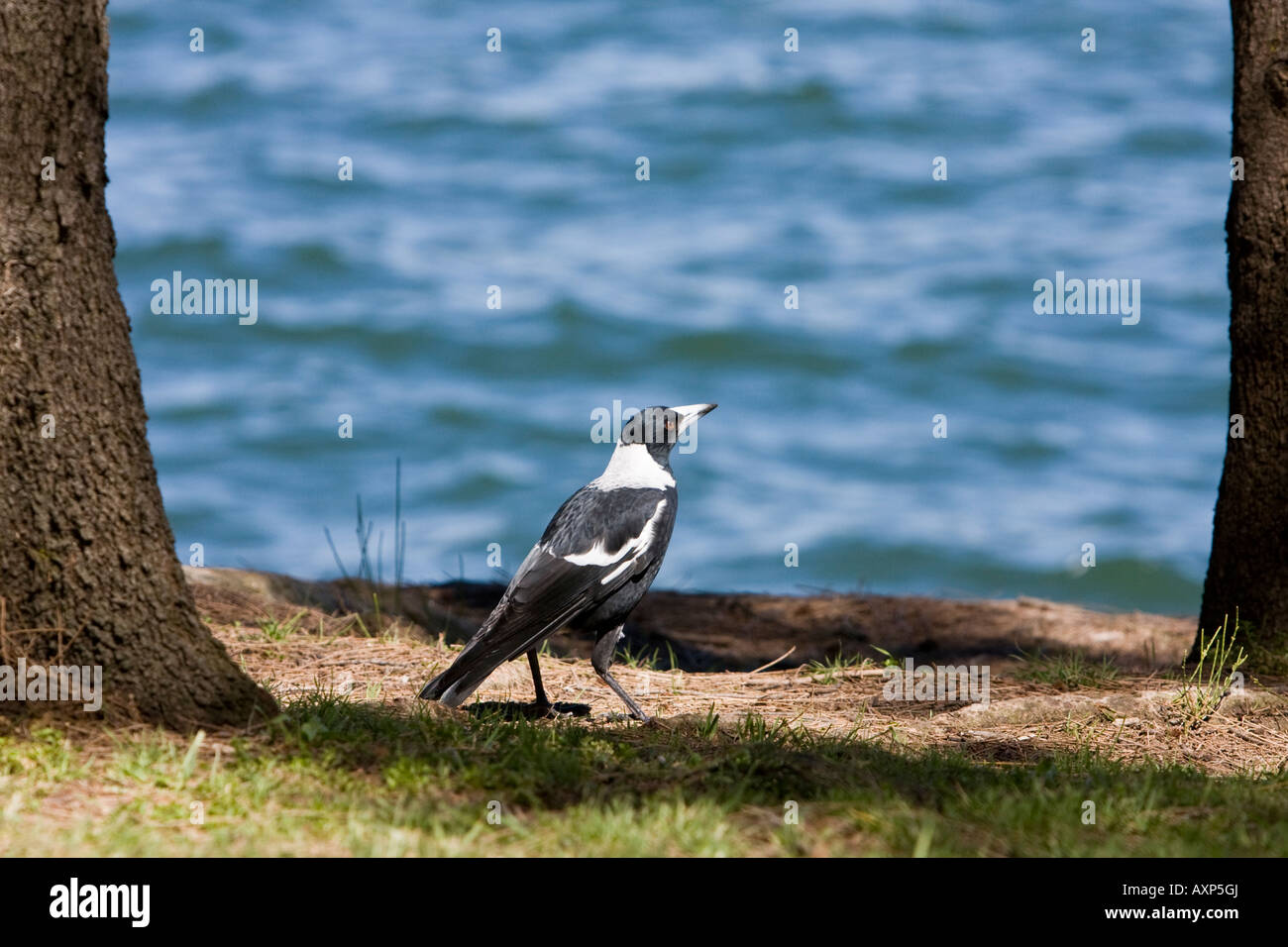 An Australian Magpie between two trees at the waterside Stock Photo - Alamy