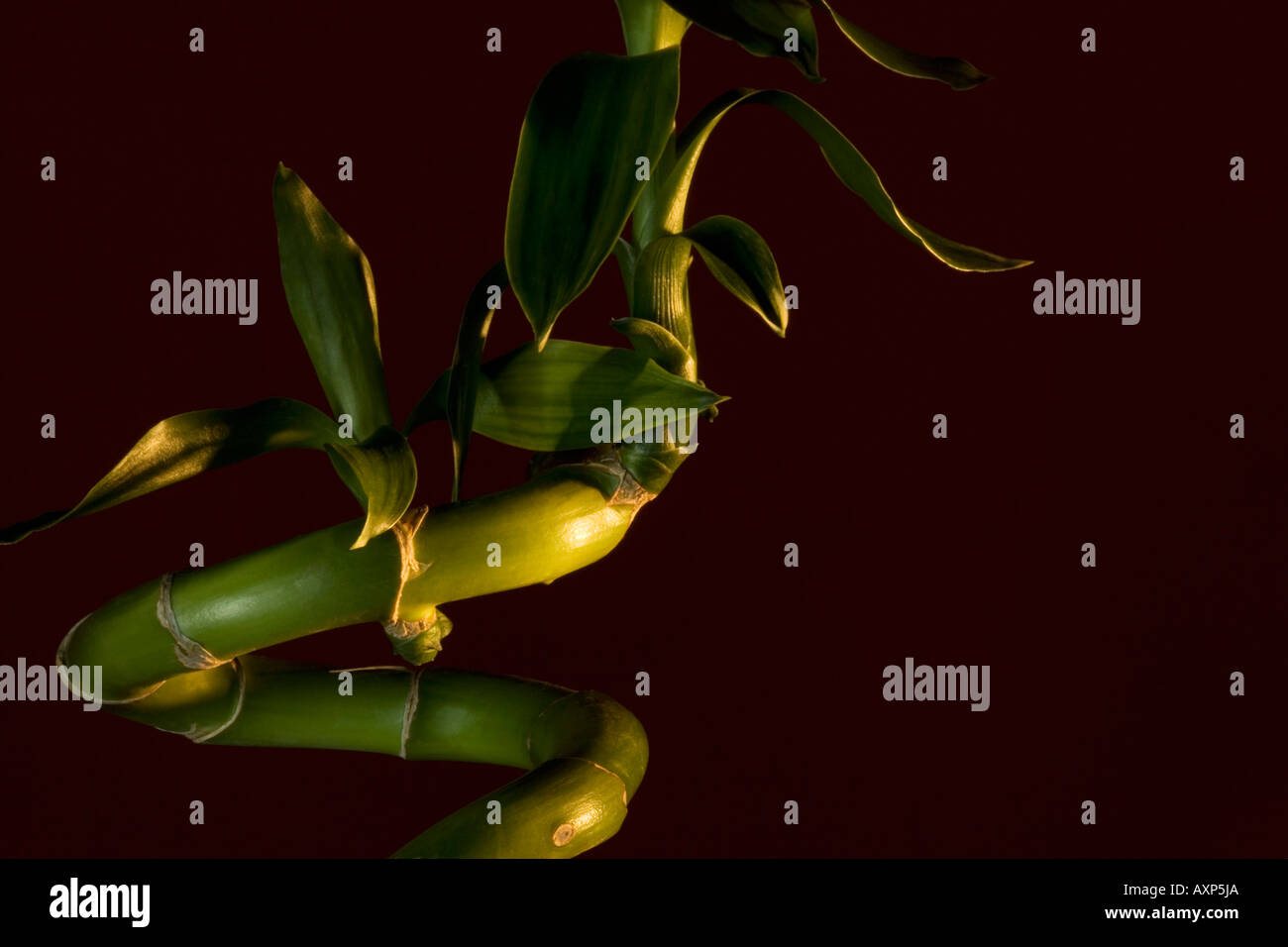 Twisted bamboo plants hi-res stock photography and images - Alamy