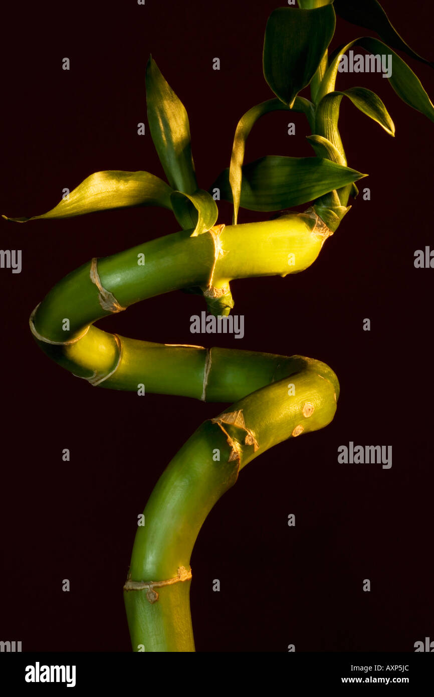 Twisted bamboo plants hi-res stock photography and images - Alamy