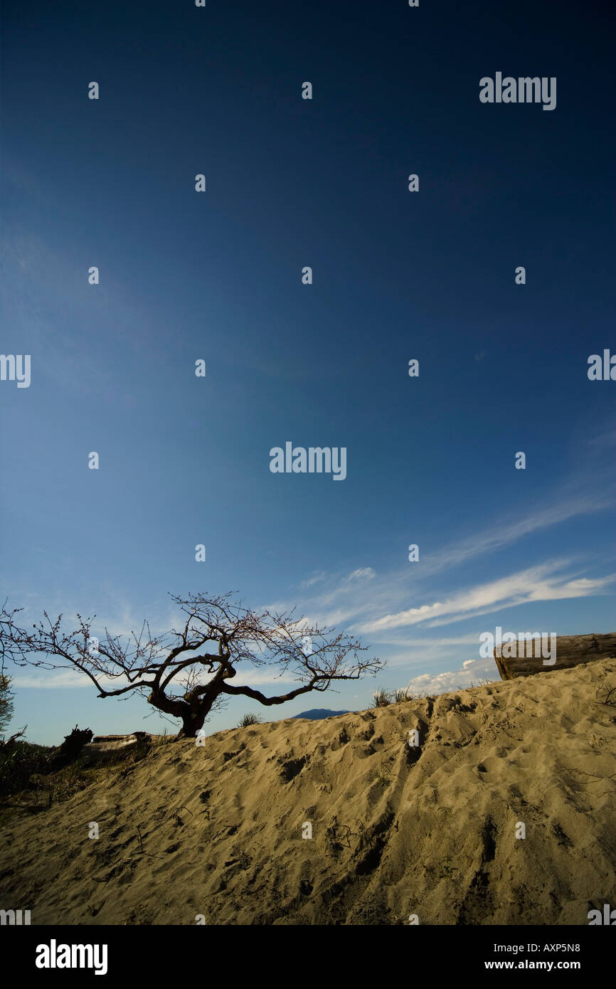 Desolated beach hi-res stock photography and images - Alamy