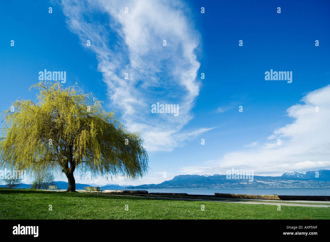 Tree in a park Stock Photo - Alamy
