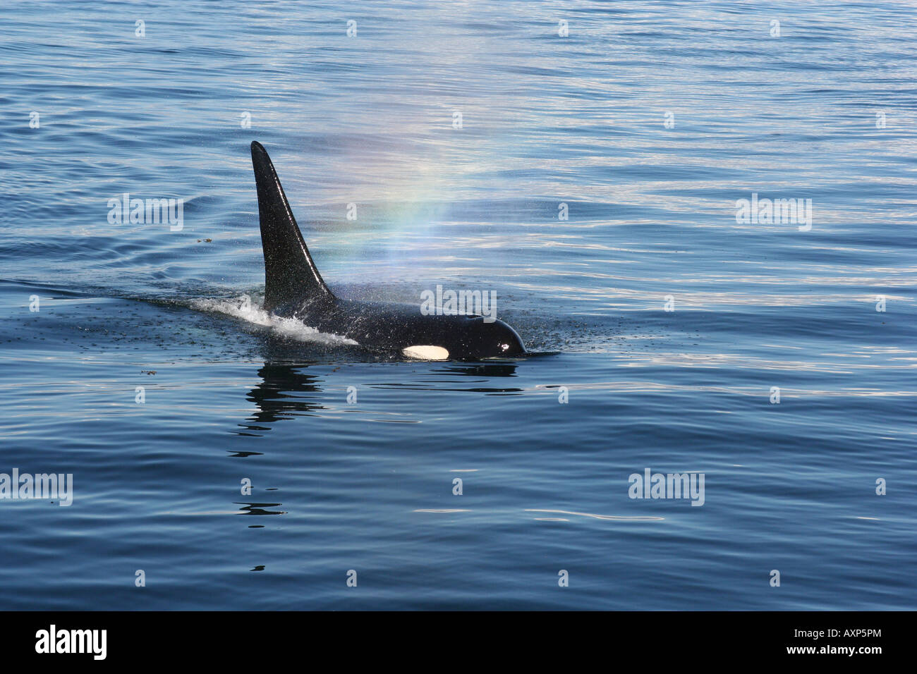 Resident orca whale with rainbow hi-res stock photography and images ...